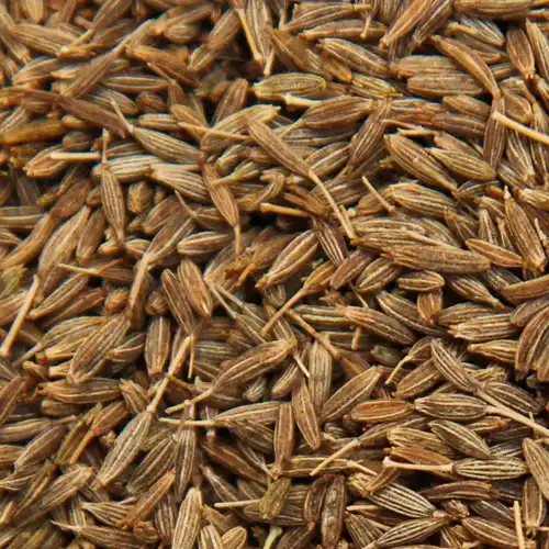 Cumin Seeds - Instacompass International
